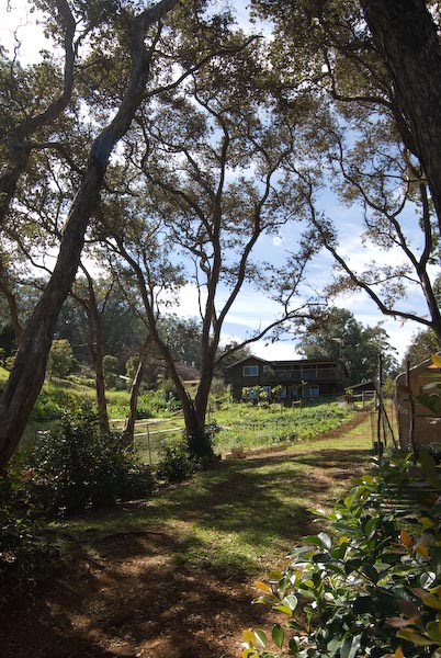 Preservation of Native Hawaiian Ohia Forest - Mauna Kea Tea