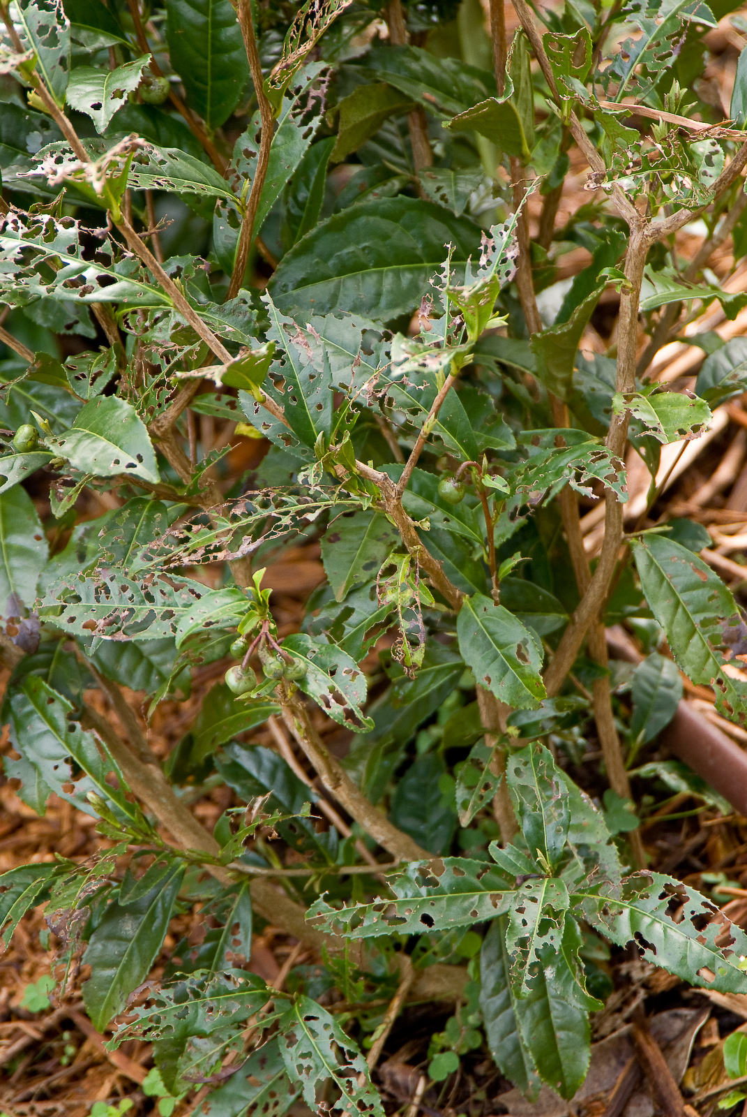 Tea and Pesticides part 2: What pests and disease? Which pesticides are ...