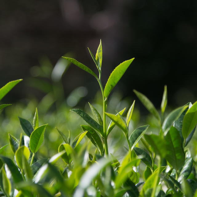 Farm Tour and Tea Tasting - Mauna Kea Tea