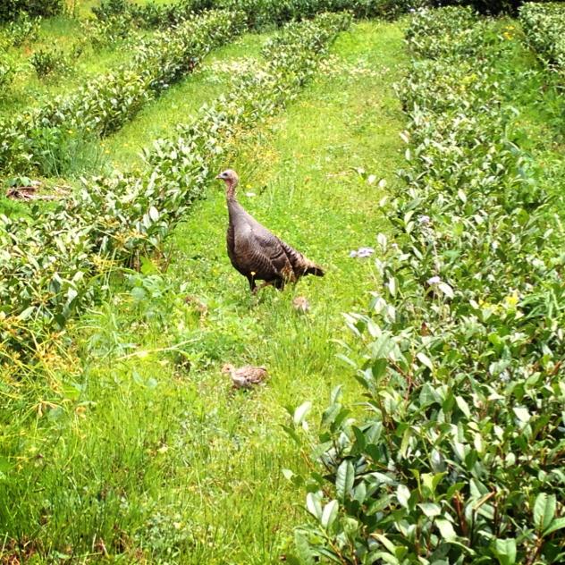 Farm Tour and Tea Ceremony - Mauna Kea Tea