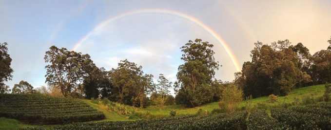 Farm Tour and Tea Ceremony - Mauna Kea Tea