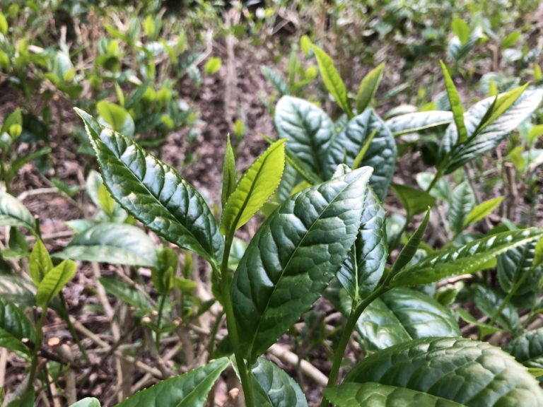Two leaves and a bud... for quality green tea harvest - Mauna Kea Tea