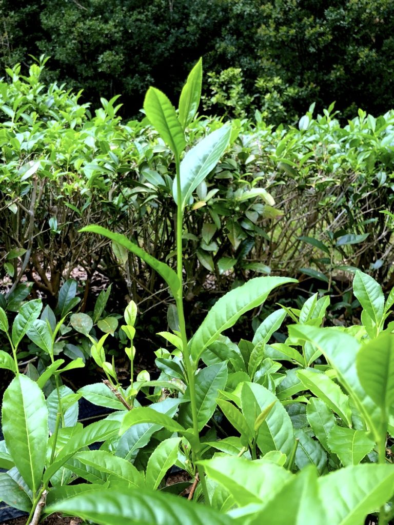 Two leaves and a bud... for quality green tea harvest - Mauna Kea Tea
