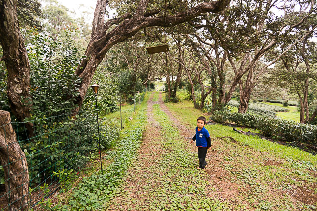 Farm Tour and Tea Ceremony - Mauna Kea Tea