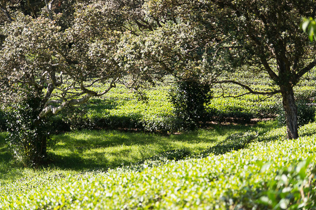 Theanine and Spring Green Tea - Mauna Kea Tea