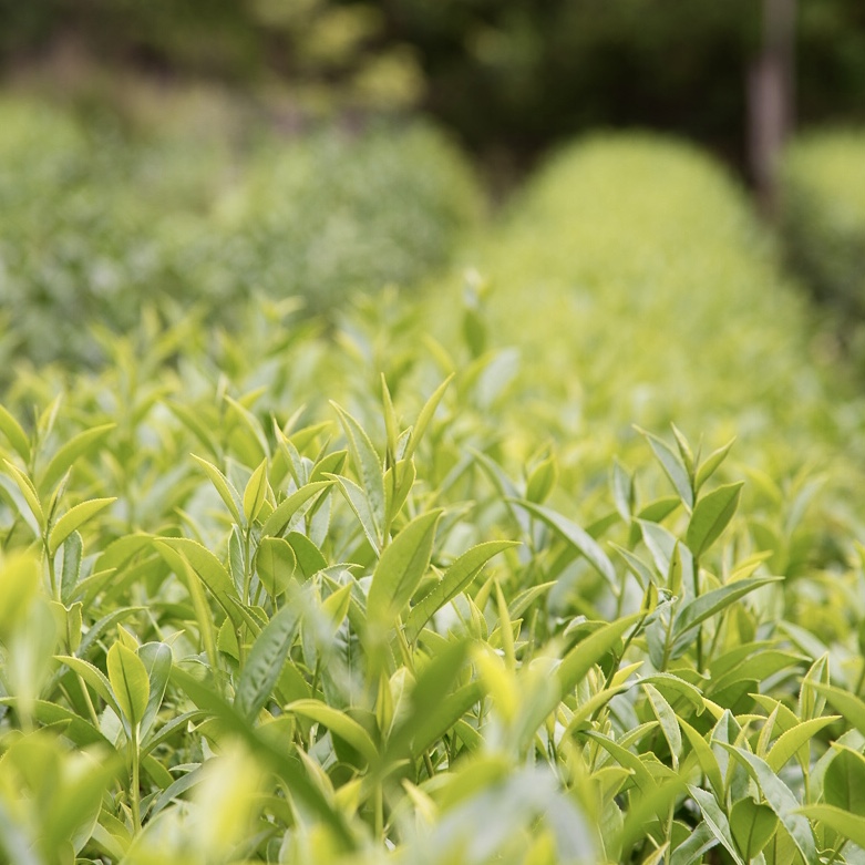 Farm Tour and Tea Ceremony - Mauna Kea Tea