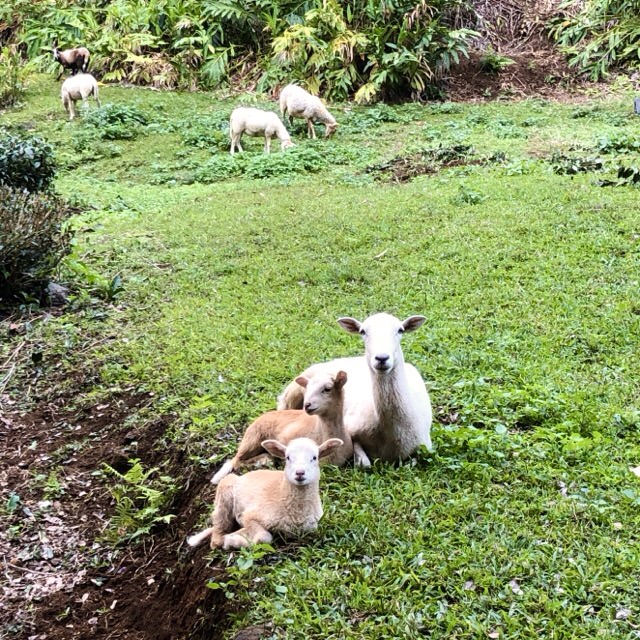 Farm Tour and Tea Ceremony - Mauna Kea Tea